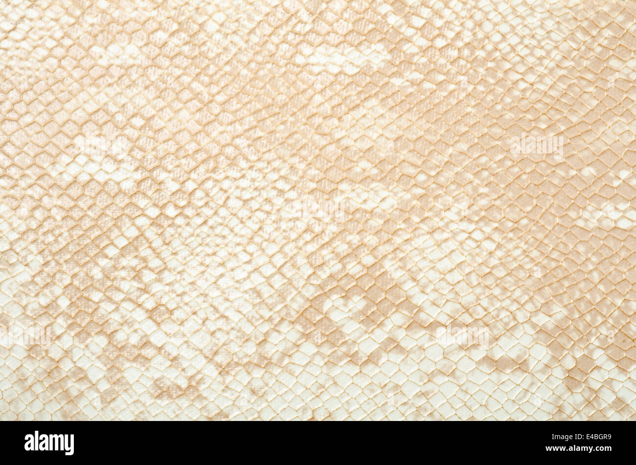 Myanmar snake hi-res stock photography and images - Alamy