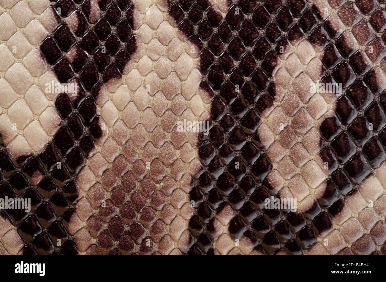 Old snake skin hi-res stock photography and images - Alamy