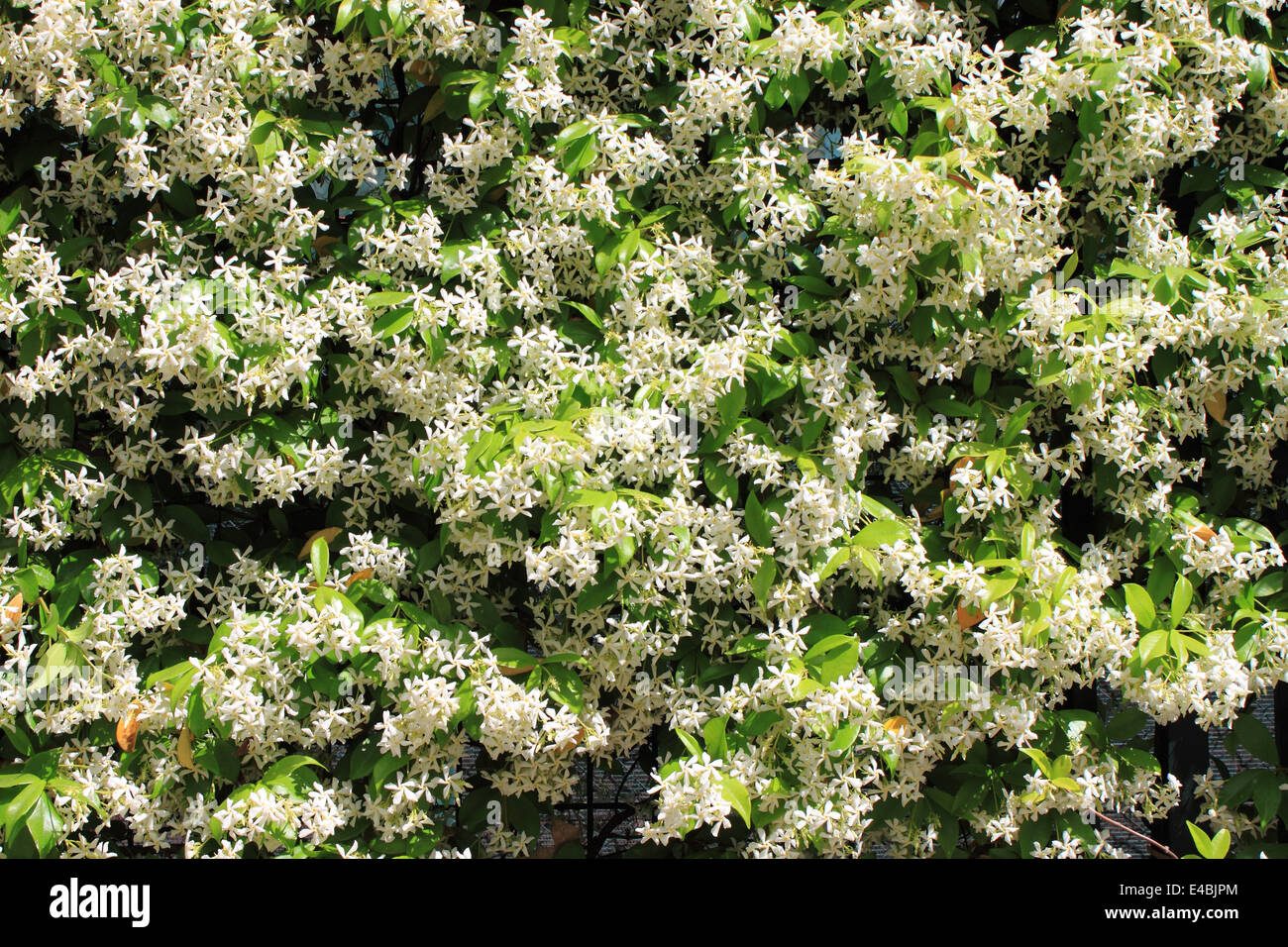 Beautiful closeup bush blossoming hi-res stock photography and images ...