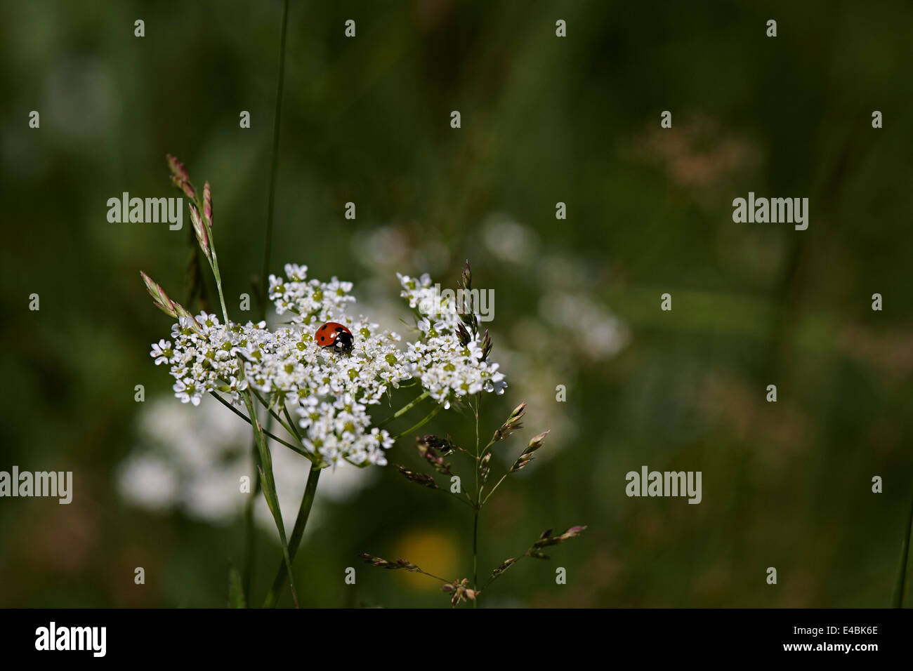 White ladybug hi-res stock photography and images - Alamy