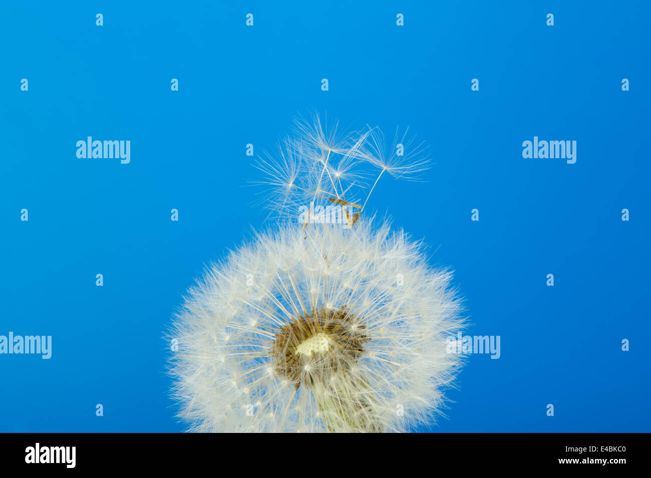 Blue dandelion hi-res stock photography and images - Alamy