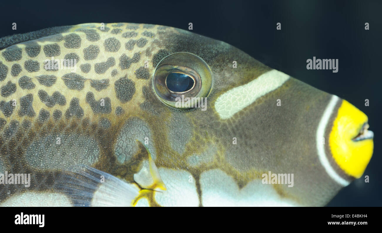 Tropical fish -Clown Triggerfish Stock Photo - Alamy