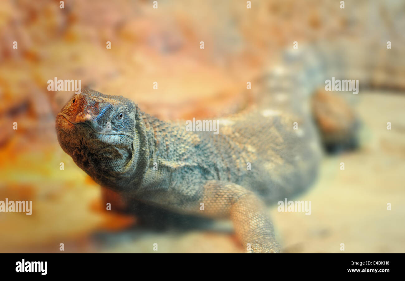 Varan hi-res stock photography and images - Alamy