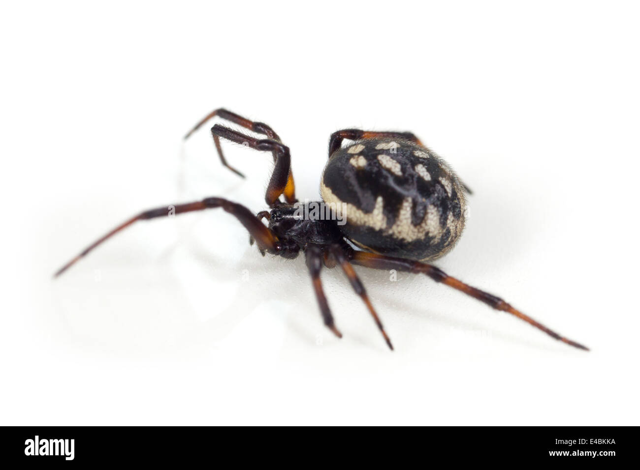 White Black Widow Spider