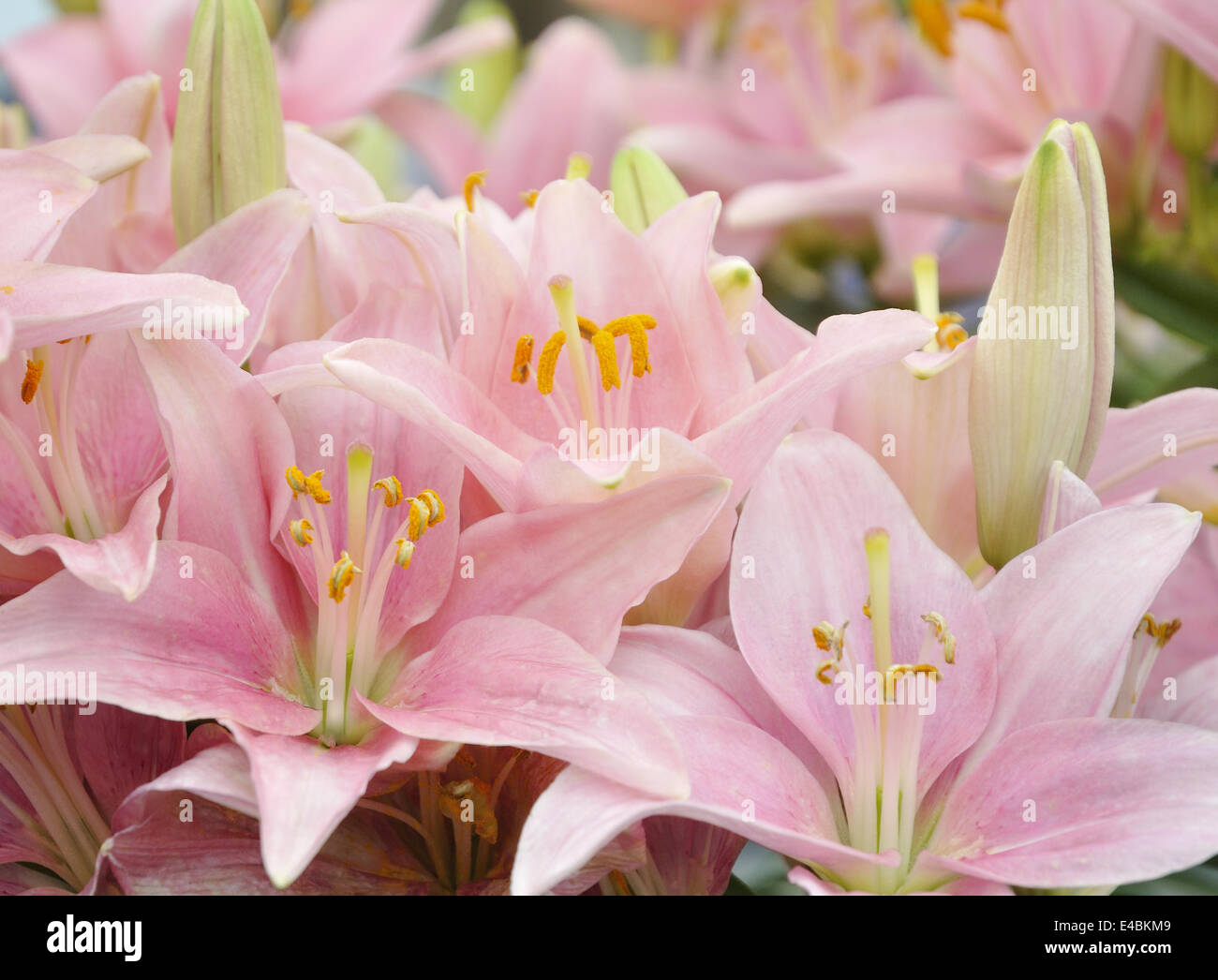 Many lilies hi-res stock photography and images - Alamy