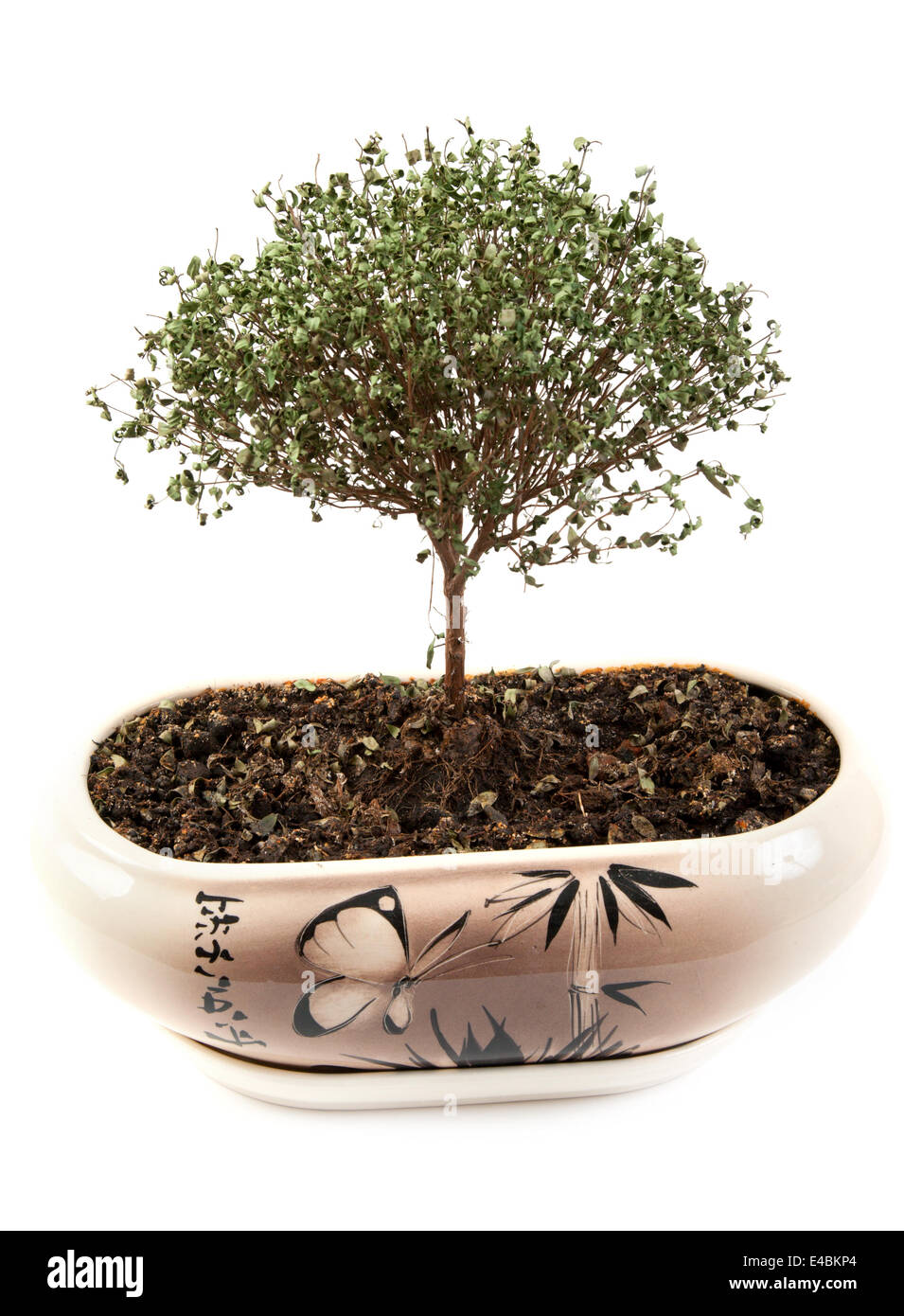 Dry green tree in japanese pot Stock Photo - Alamy