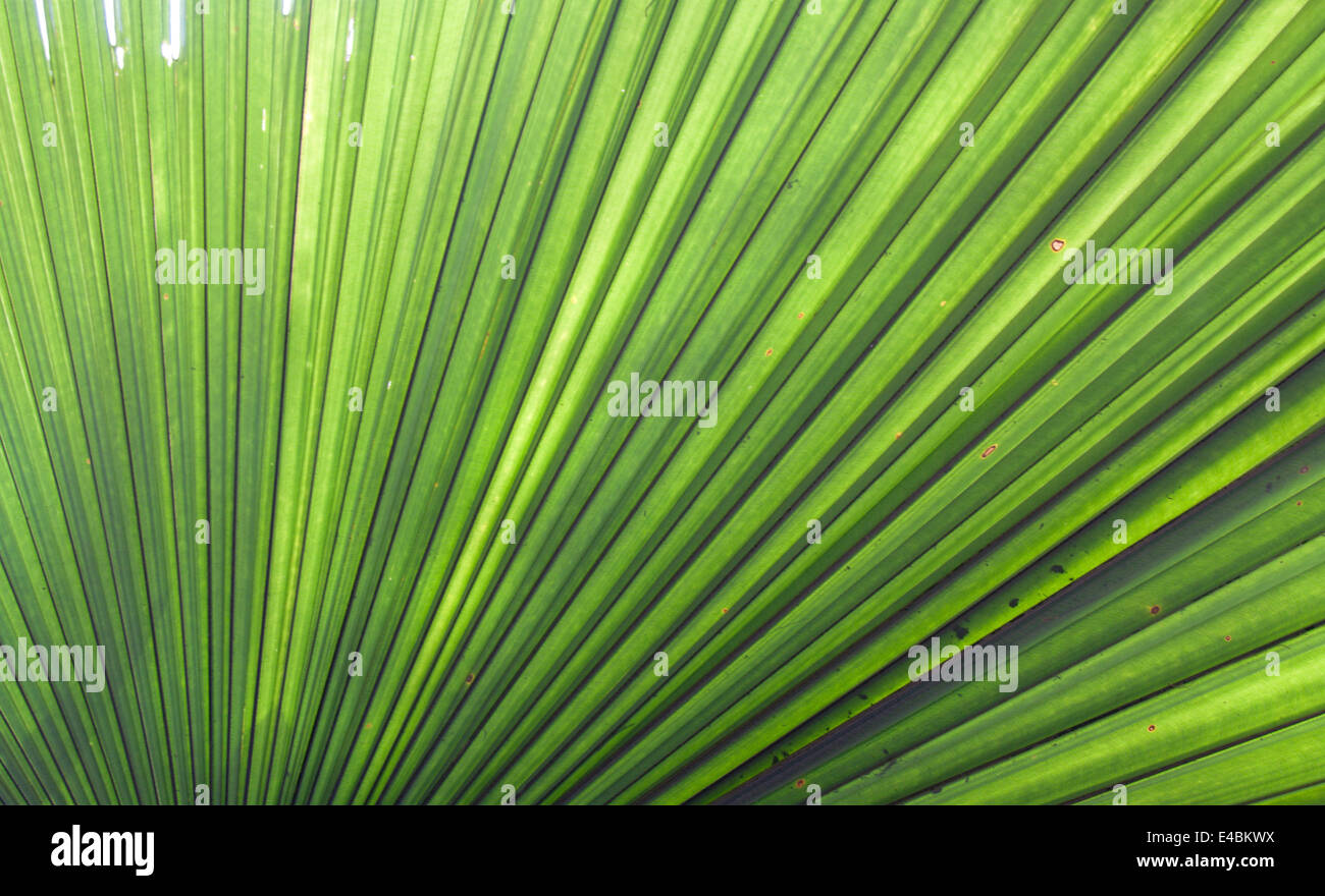 Palm sheet peek-a-boo from sun Stock Photo - Alamy