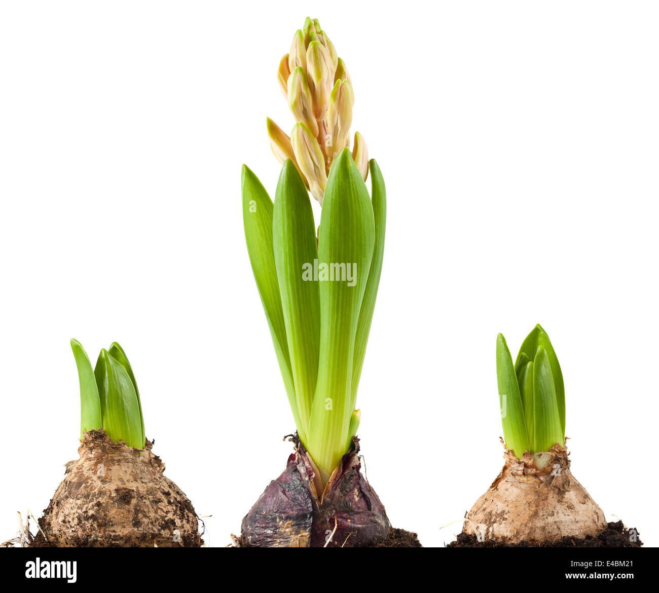 Bulb of hyacinth Stock Photo - Alamy