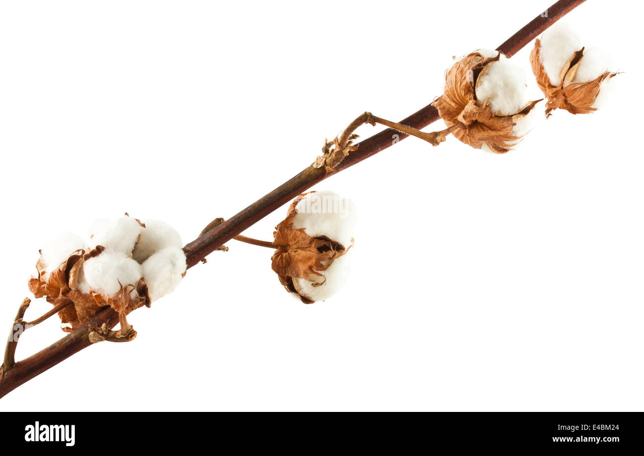 Cotton bud up close hi-res stock photography and images - Alamy