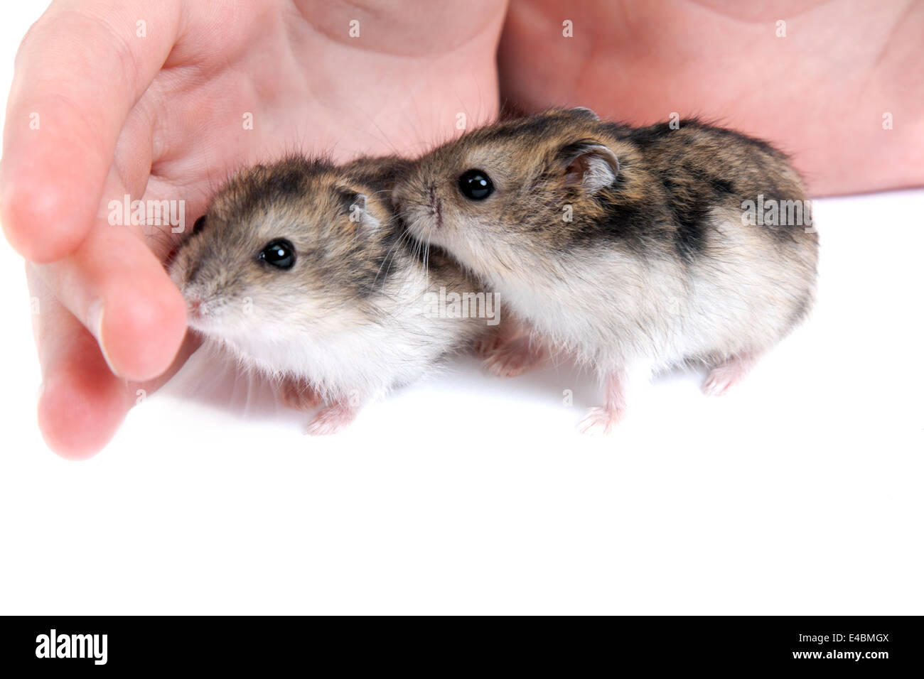 Two hamster on palm Stock Photo - Alamy
