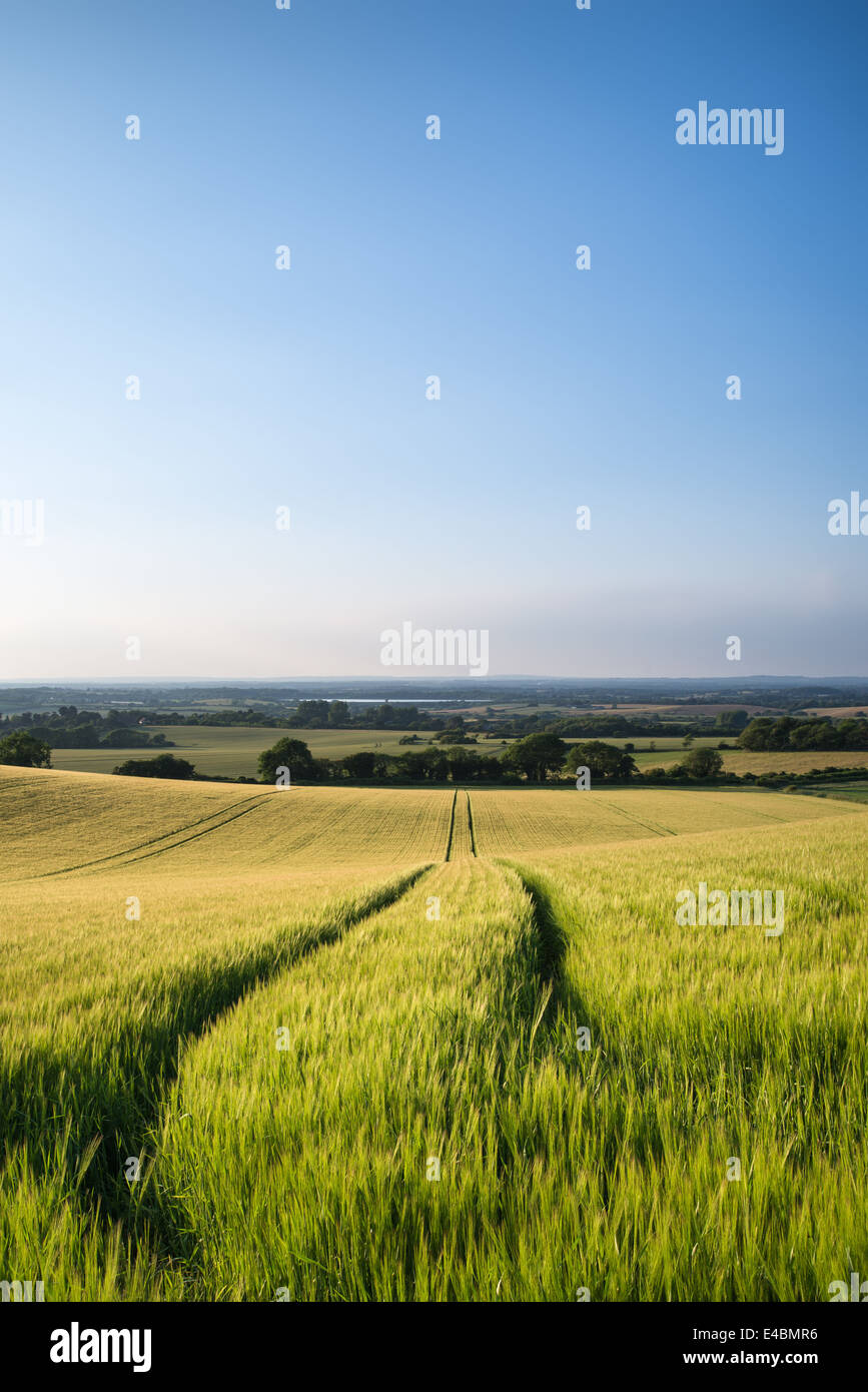 Beautiful landscape wheat field hi-res stock photography and images - Alamy