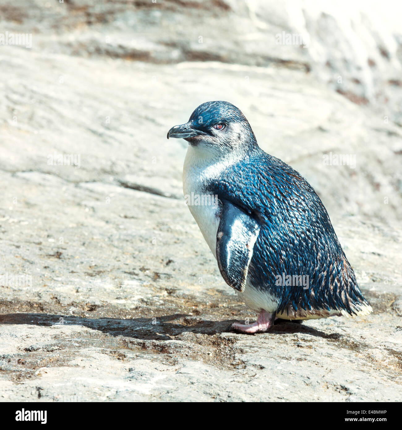Little Blue Fairy Penguin High Resolution Stock Photography and Images ...