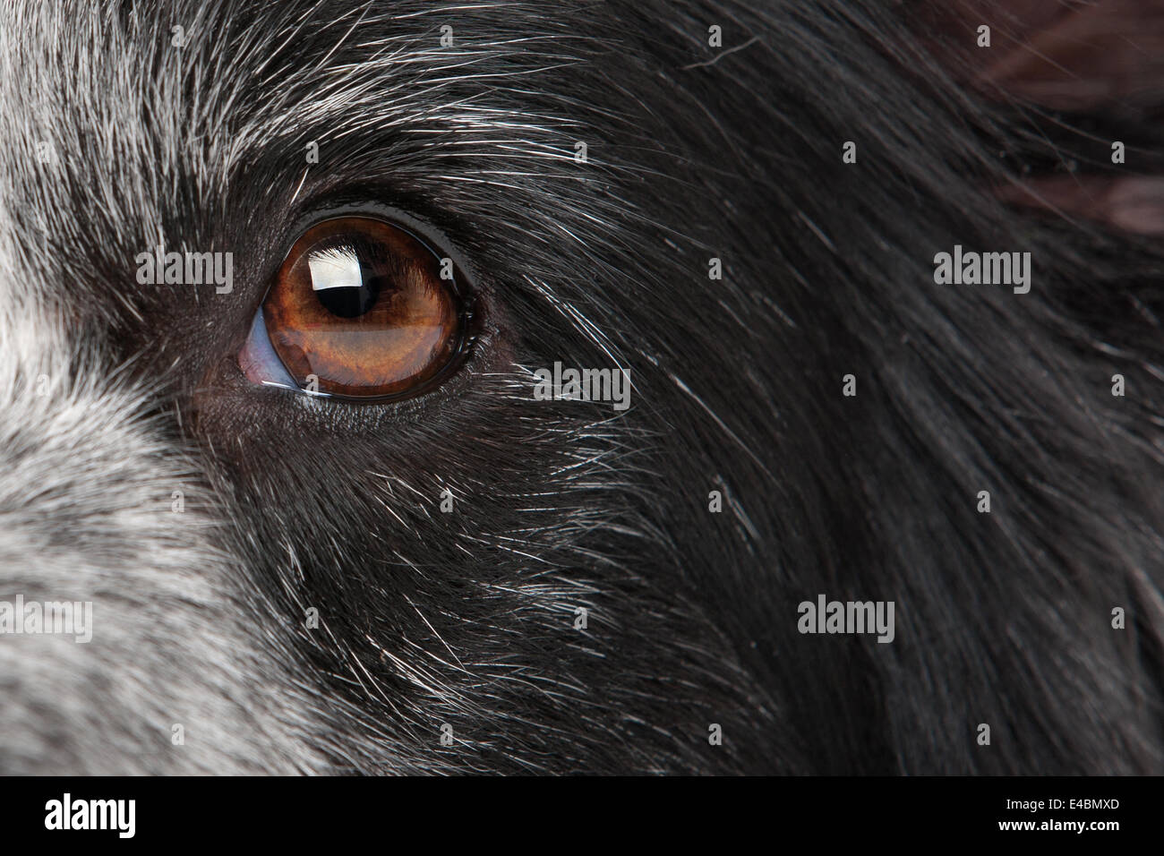 close-up dog eye Stock Photo - Alamy