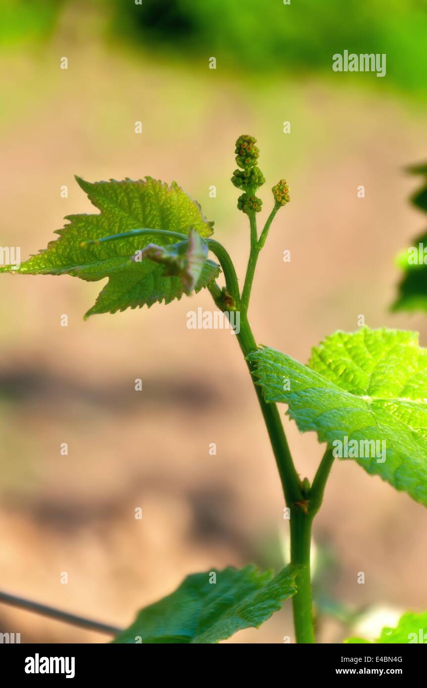 Our vines have tender grapes hi-res stock photography and images - Alamy