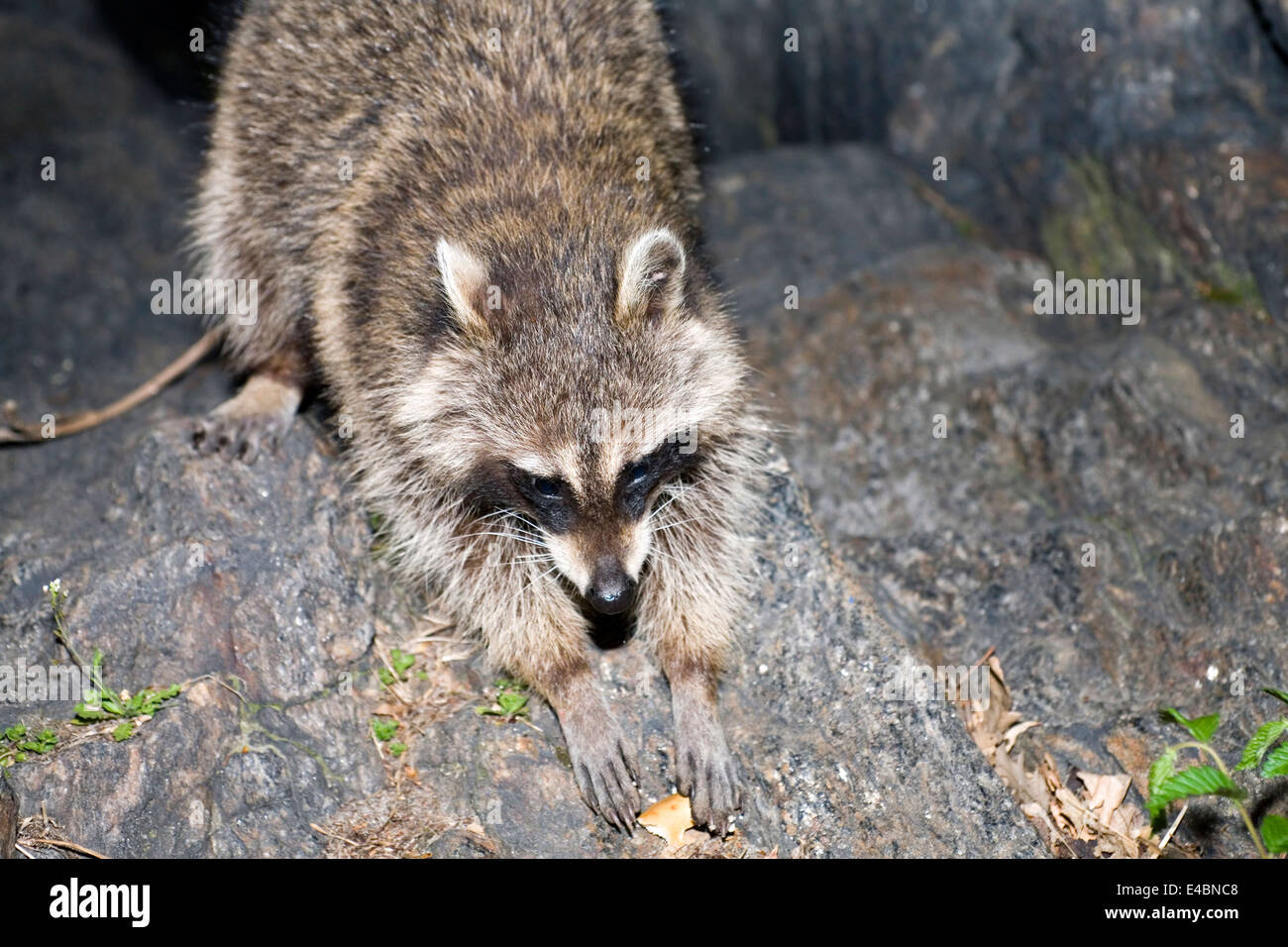 Photo of Raccoon taken at night inside Central Park in New York City ...