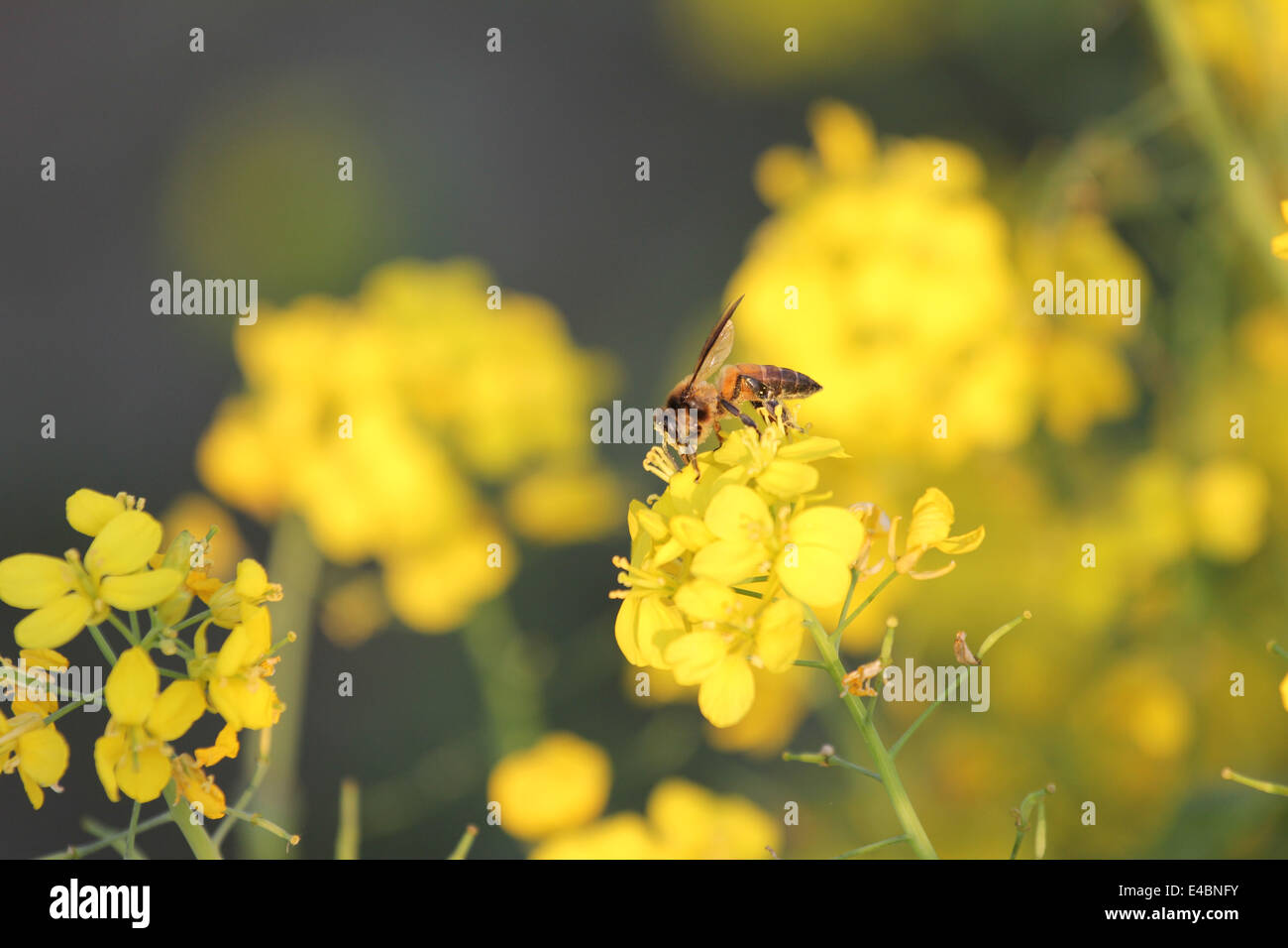 bee in mustard flower Stock Photo - Alamy