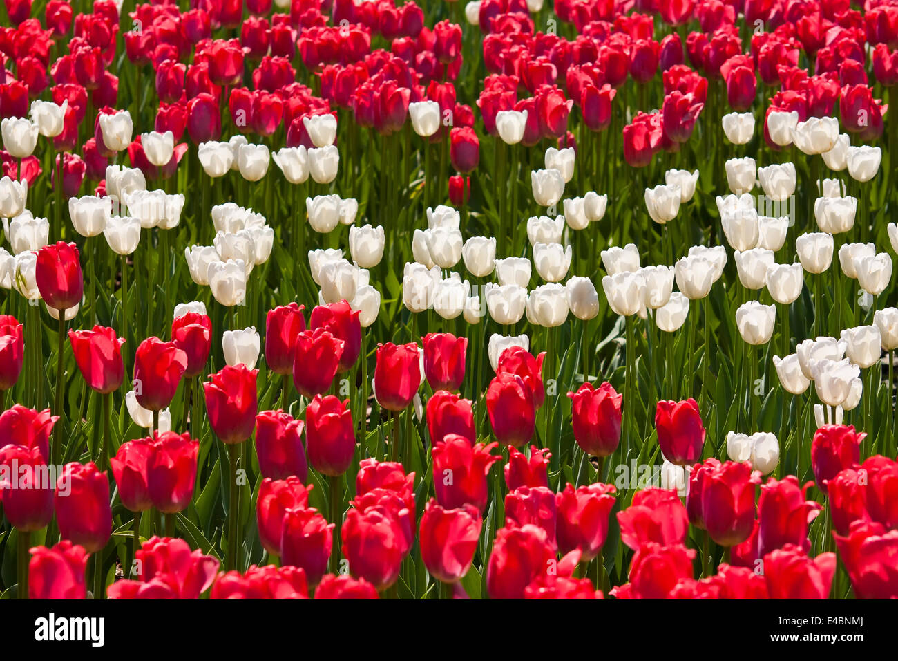 Red and white tulip flower background Stock Photo - Alamy