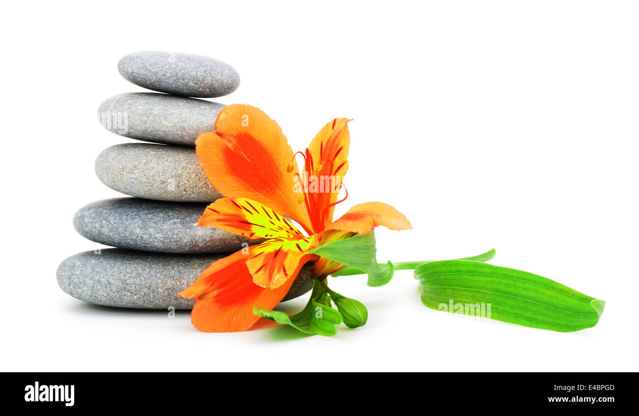 Flower in rock Cut Out Stock Images & Pictures - Alamy