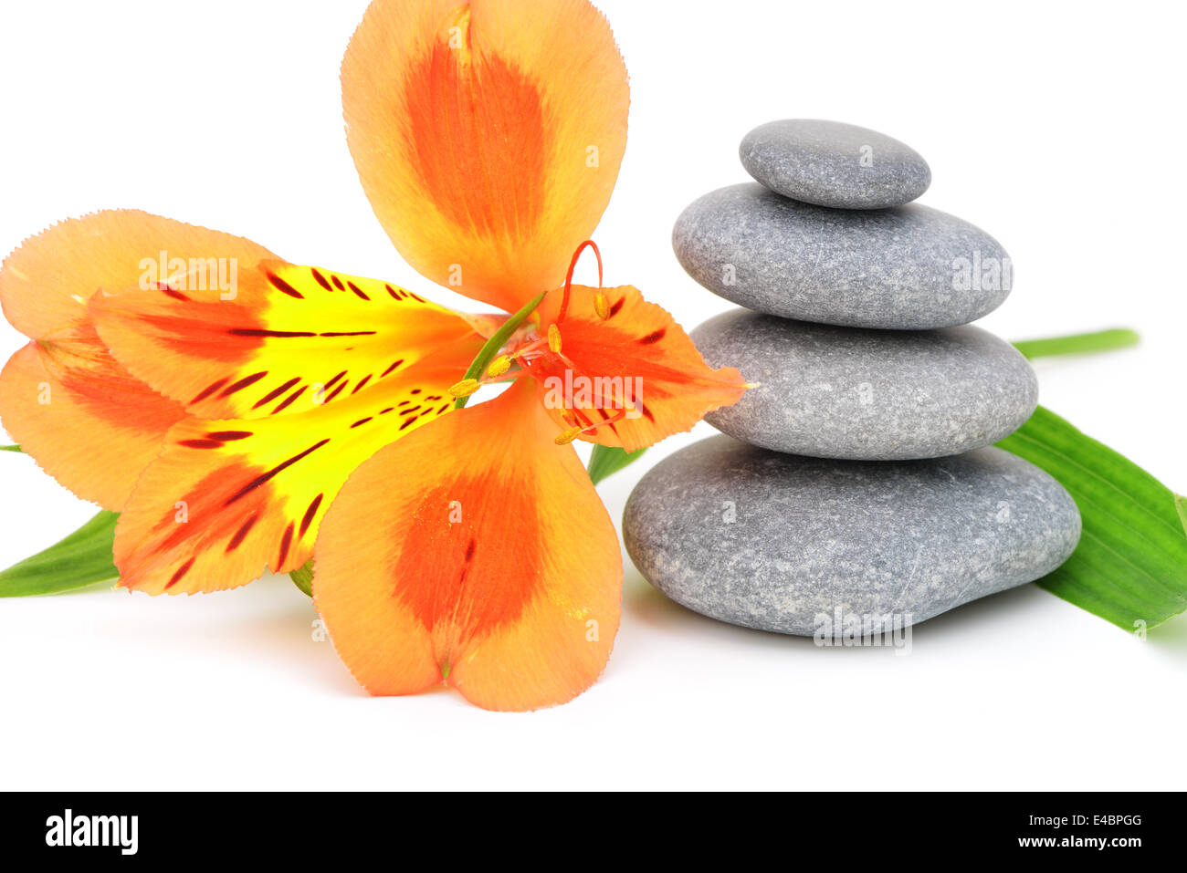 Lily flower and pebble Stock Photo - Alamy