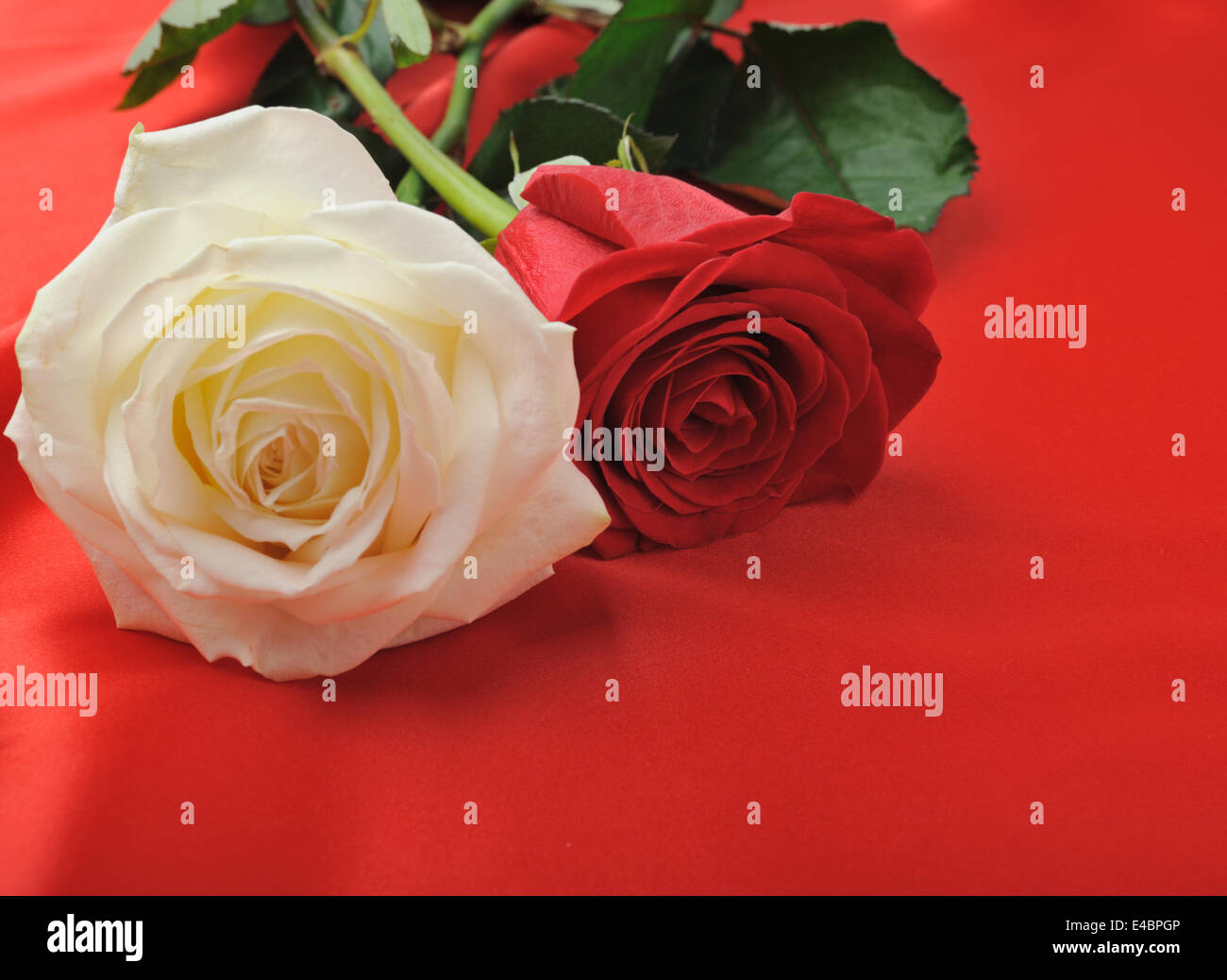 two rose on satin Stock Photo - Alamy