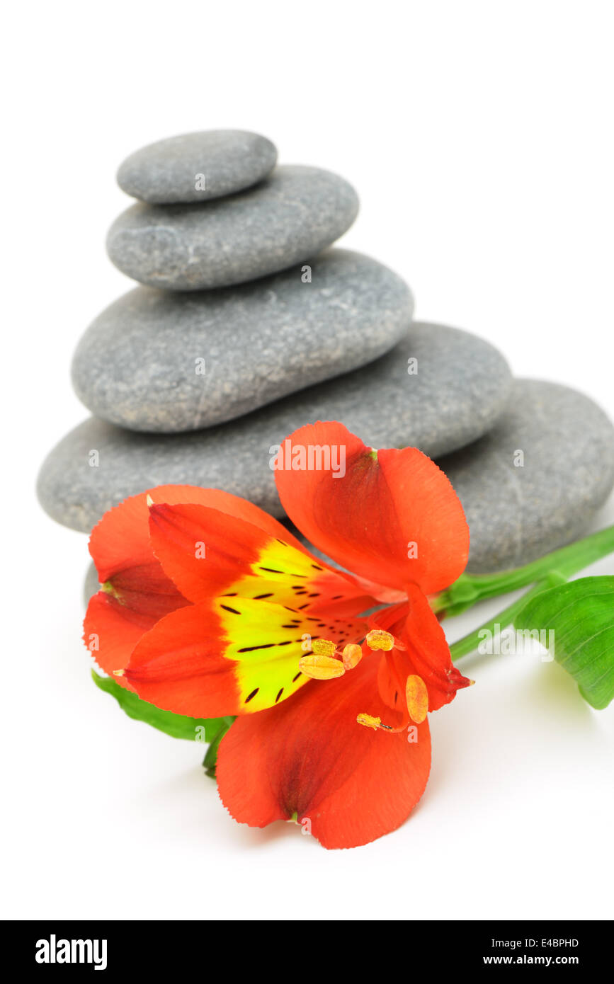 Lily flower and pebble Stock Photo - Alamy