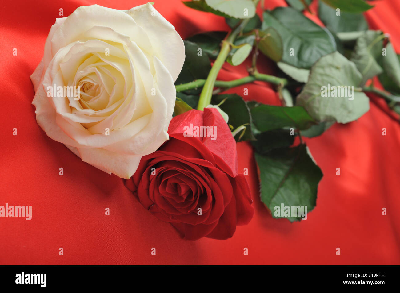 Two rose hi-res stock photography and images - Alamy