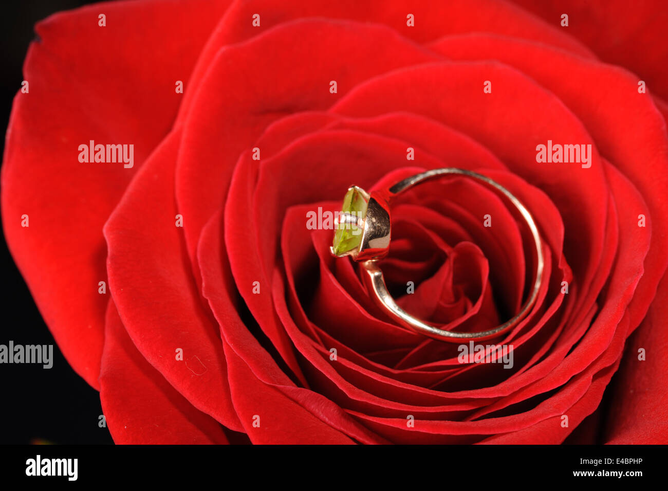 Ring in a red rose Stock Photo - Alamy