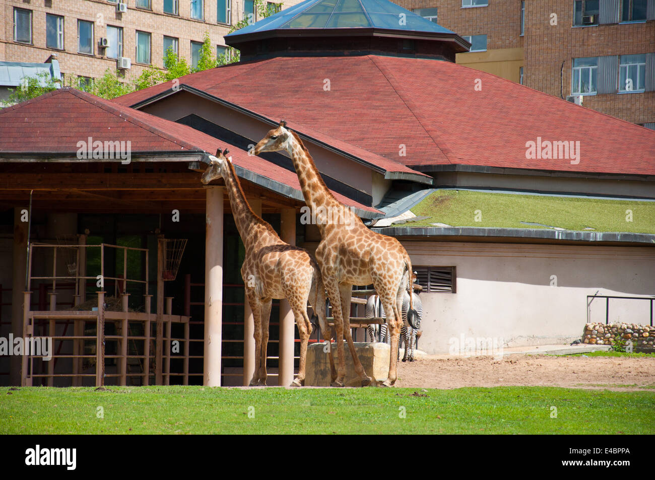 Two giraffes in Moscow Zoo Stock Photo - Alamy