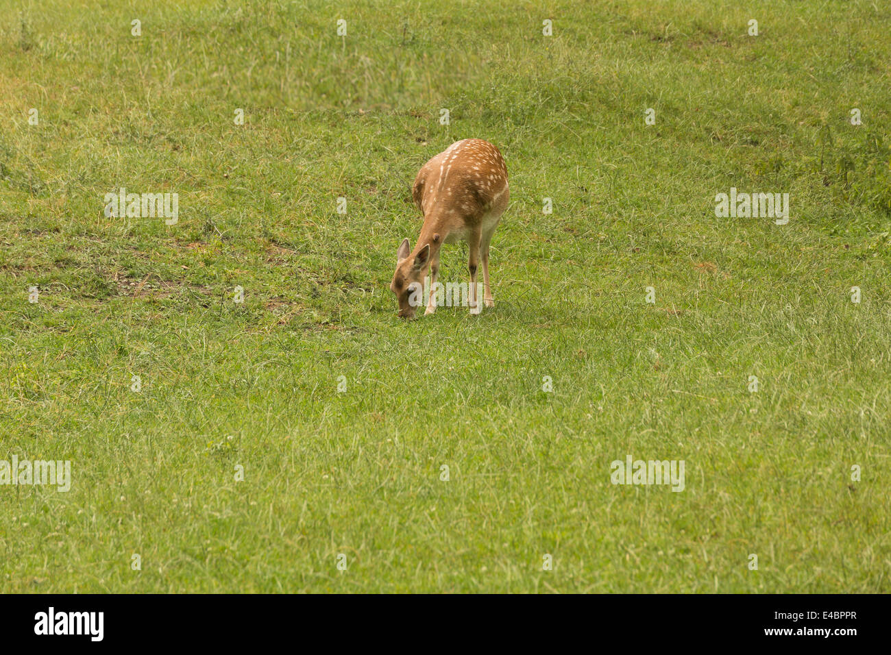 Fallow deer when grazing on green meadow grassland in forrest in summer ...