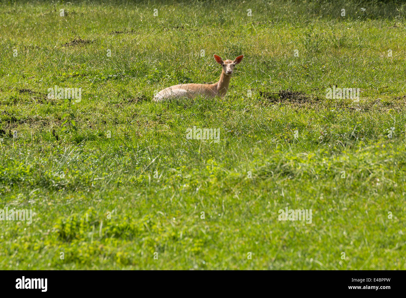 Fallow deer when ruminating on green meadow grassland in forrest in ...
