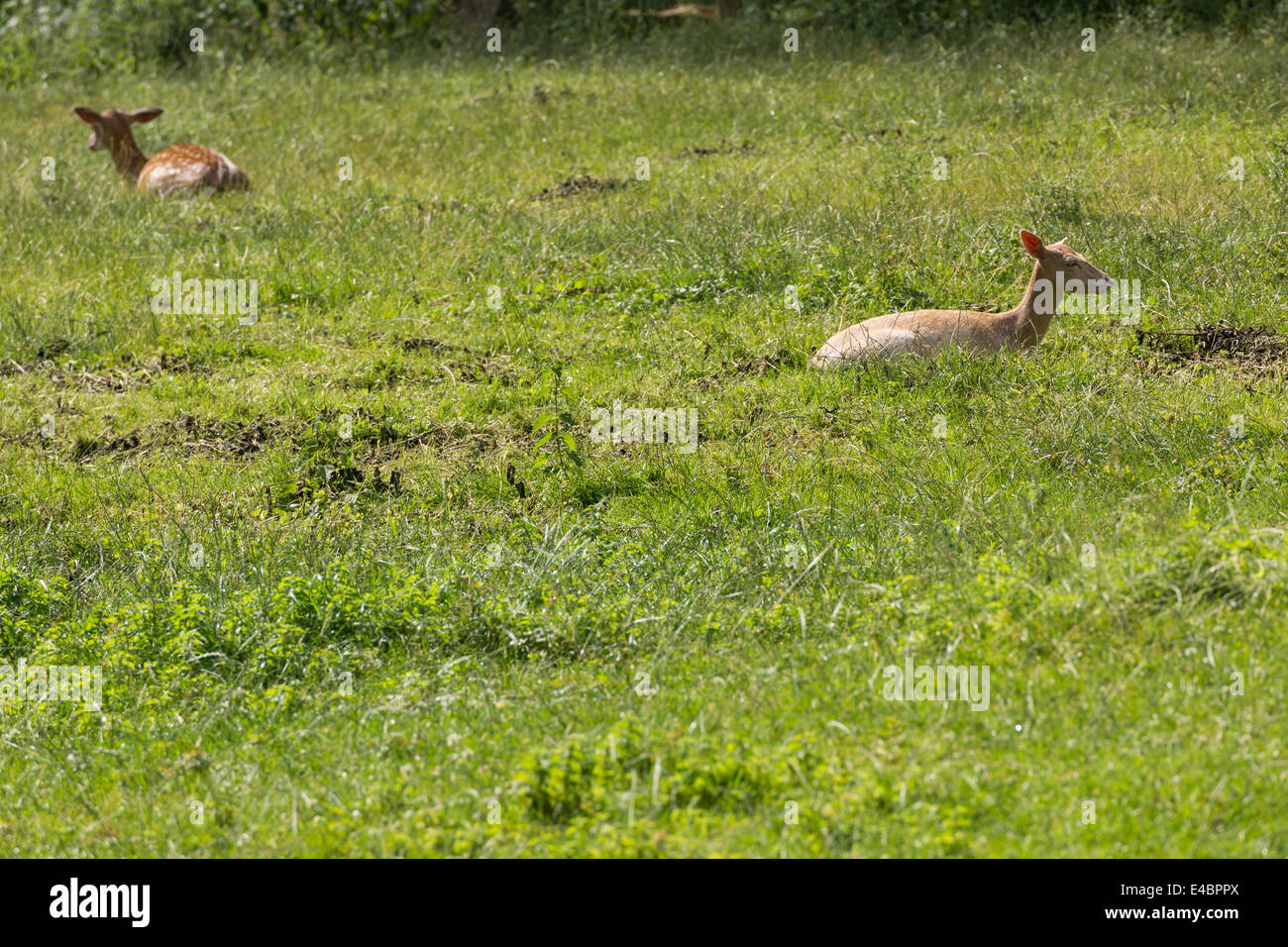 Fallow deer when ruminating on green meadow grassland in forrest in ...