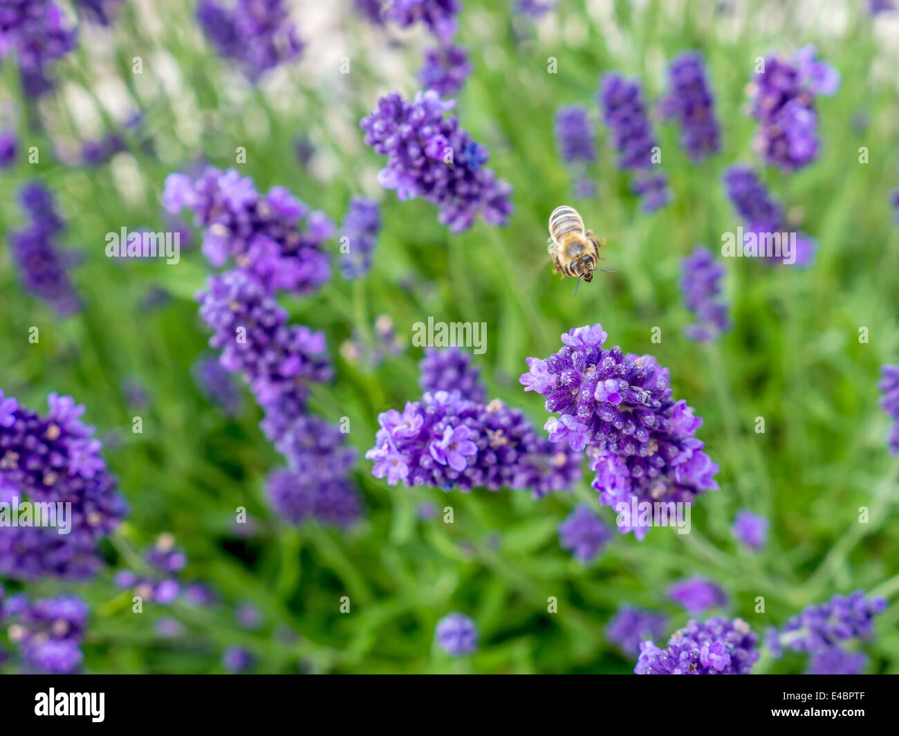 Bee pollinating bed of lavender flowers Stock Photo - Alamy