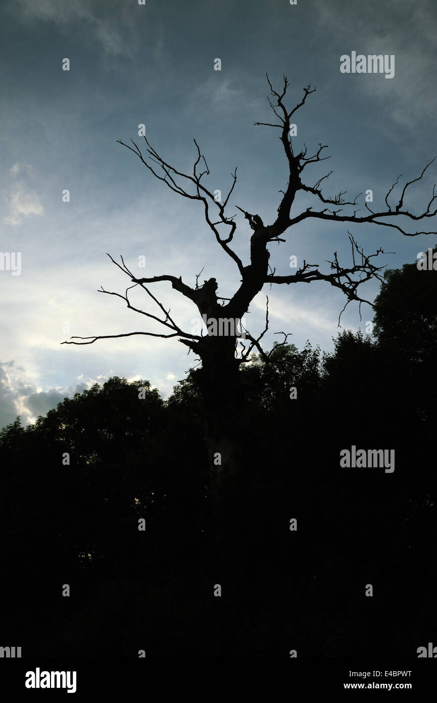 Desert oak tree hi-res stock photography and images - Alamy