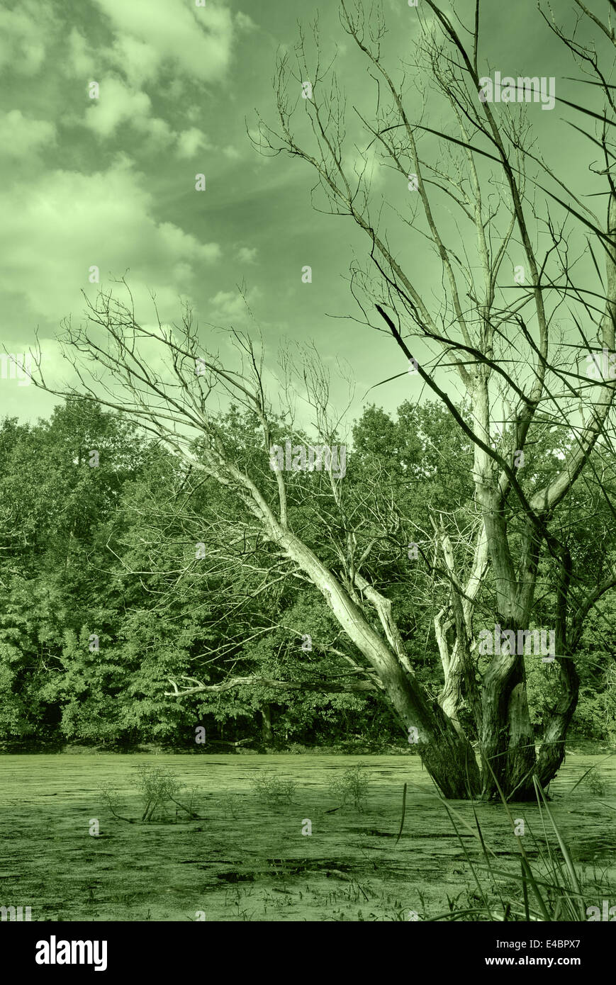 Bog and dry tree Stock Photo - Alamy