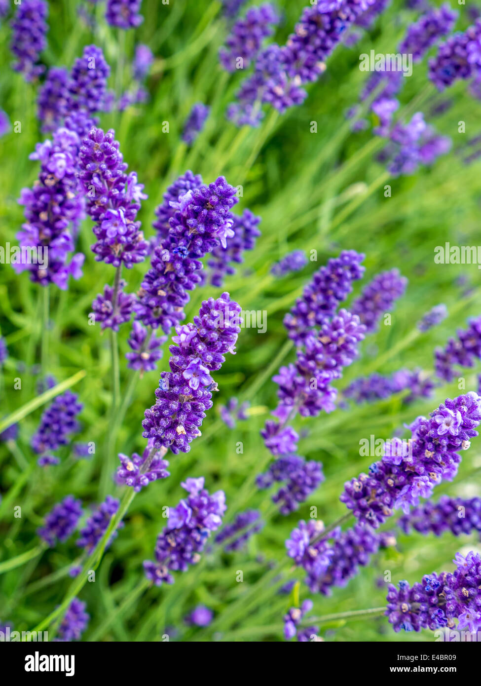 Beautiful blooming lavender flowers hi-res stock photography and images ...