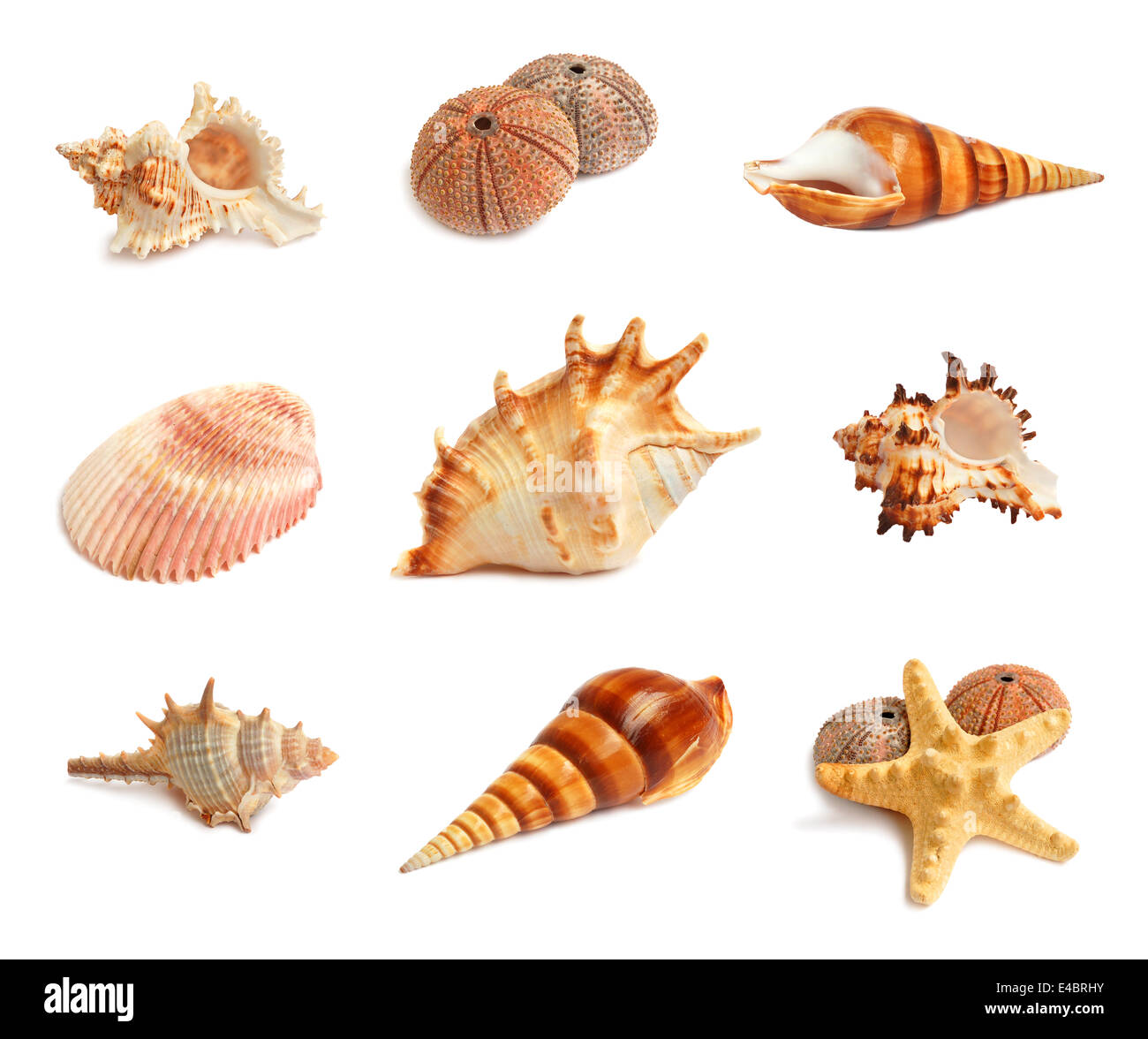 Set of seashells Stock Photo - Alamy