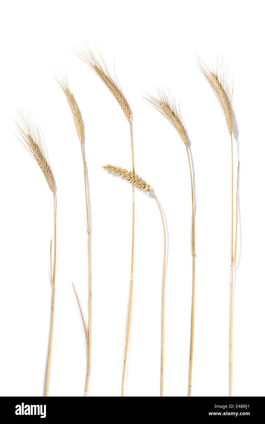 Wheat husk Cut Out Stock Images & Pictures - Alamy