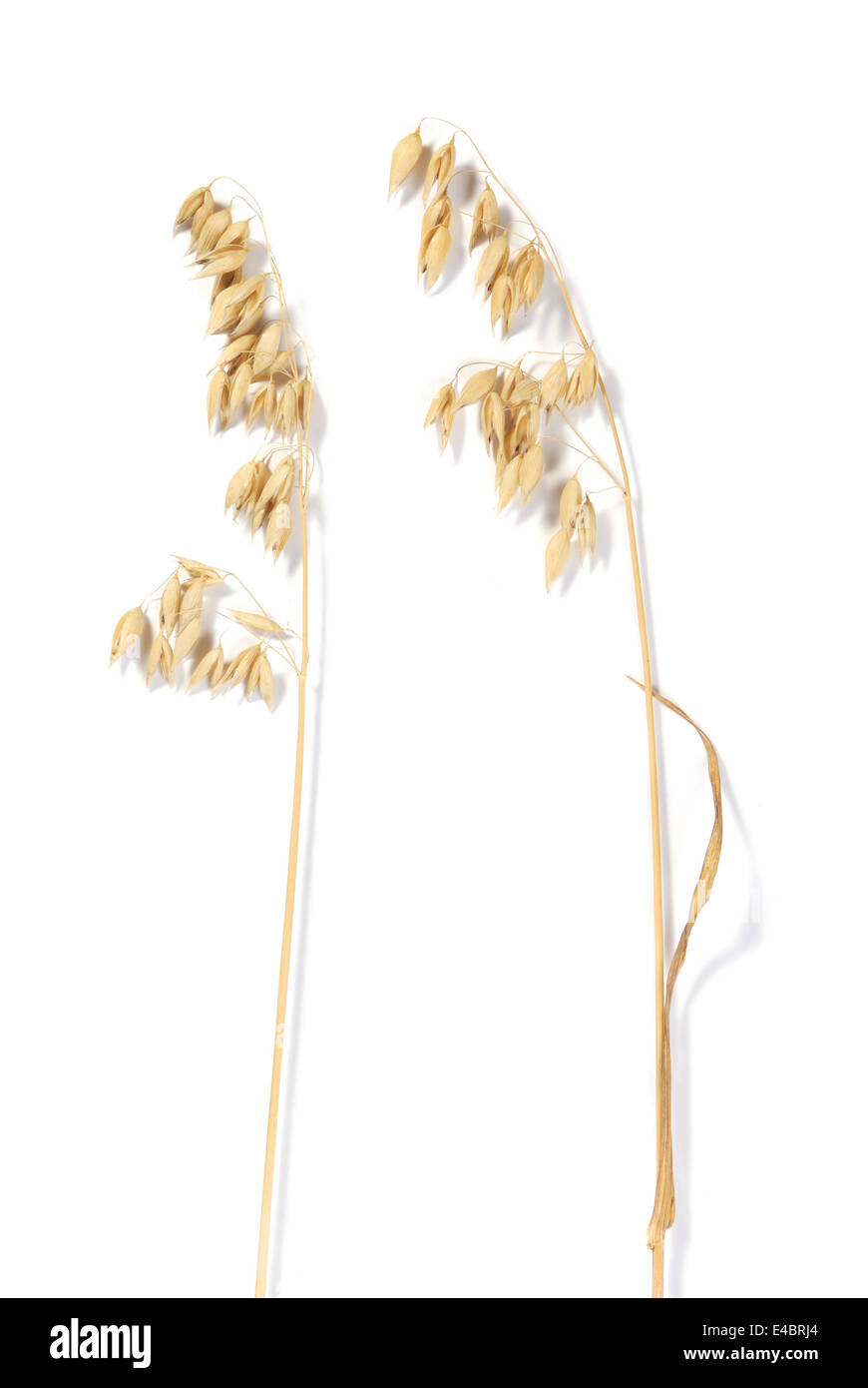 Macro stems Cut Out Stock Images & Pictures - Alamy