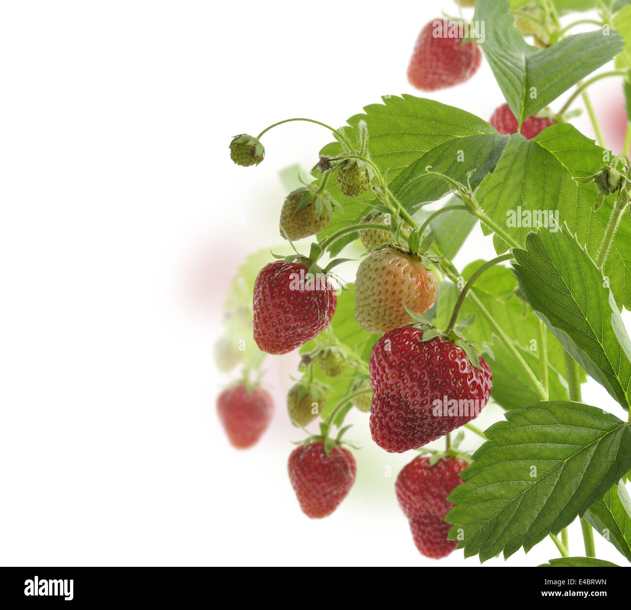 Strawberry vine hi-res stock photography and images - Alamy