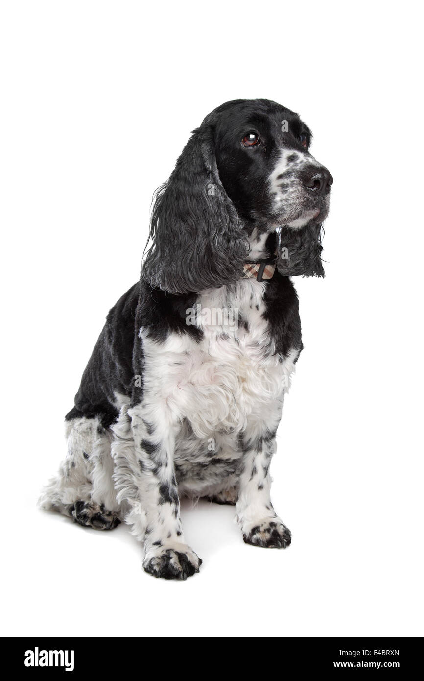 Gray cocker spaniel hi-res stock photography and images - Alamy