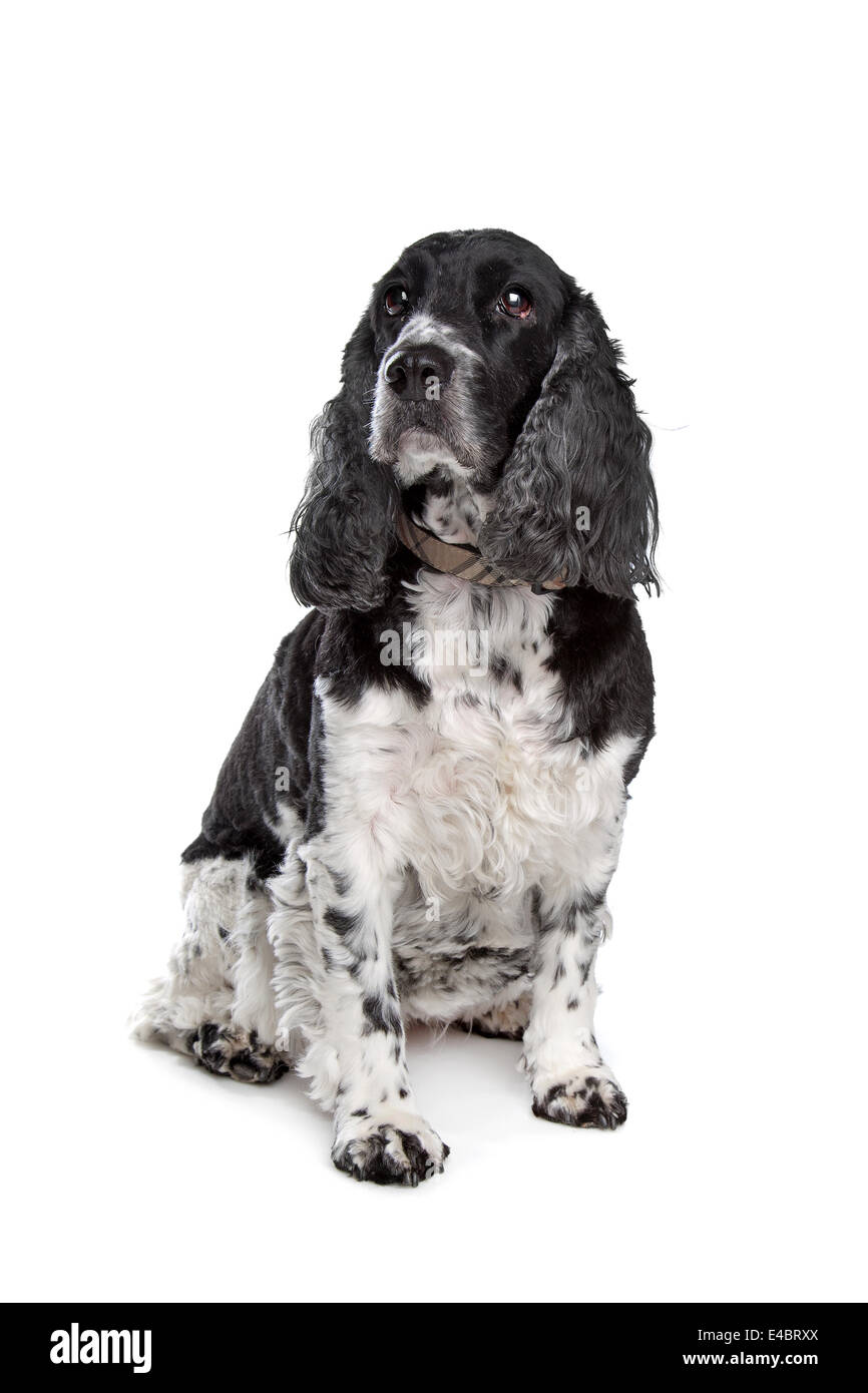 english cocker spaniel Stock Photo - Alamy