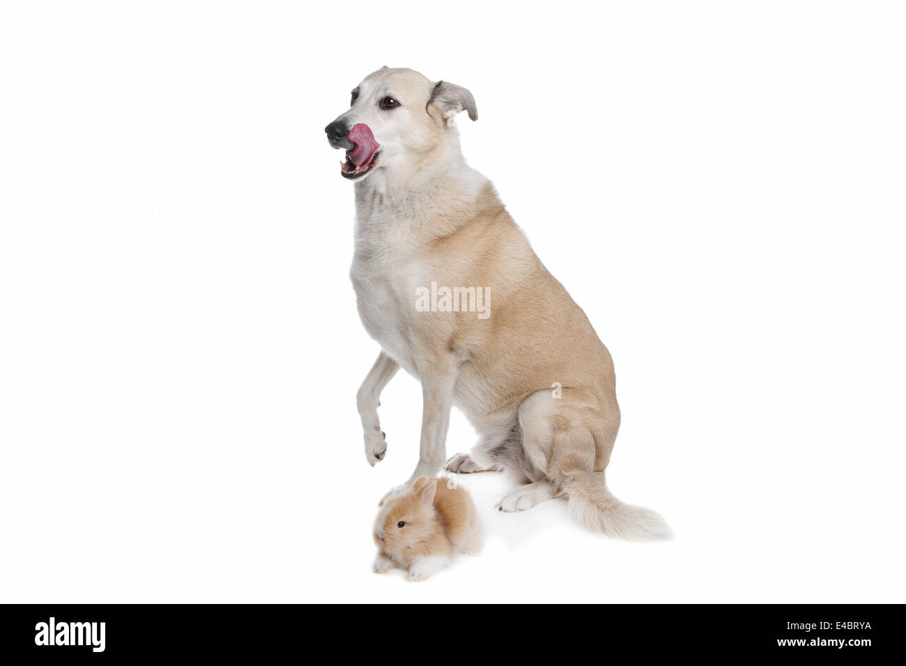mixed breed dog and a rabbit Stock Photo - Alamy