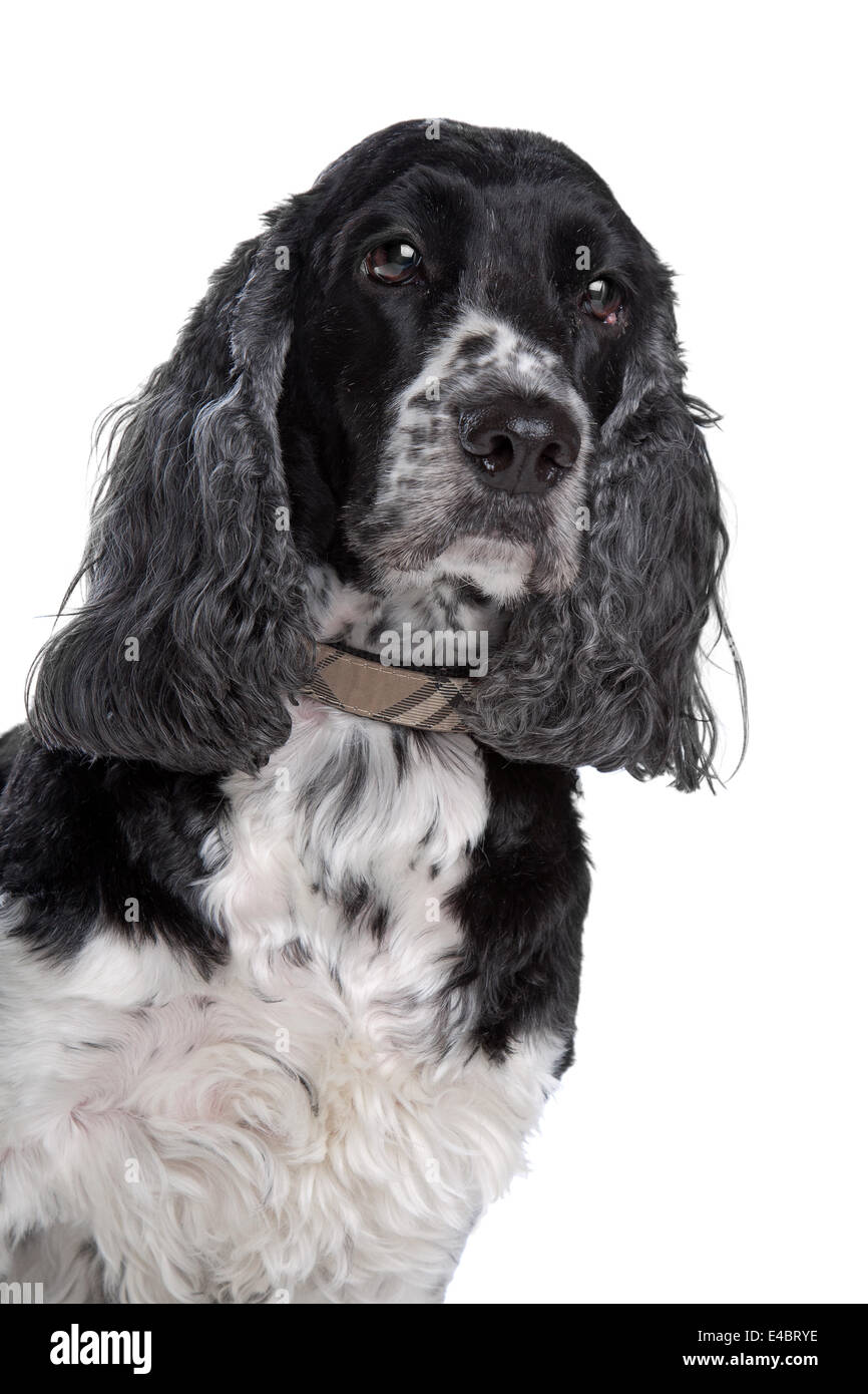 english cocker spaniel Stock Photo - Alamy