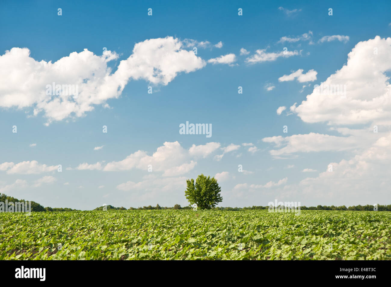 Tree and field Stock Photo - Alamy