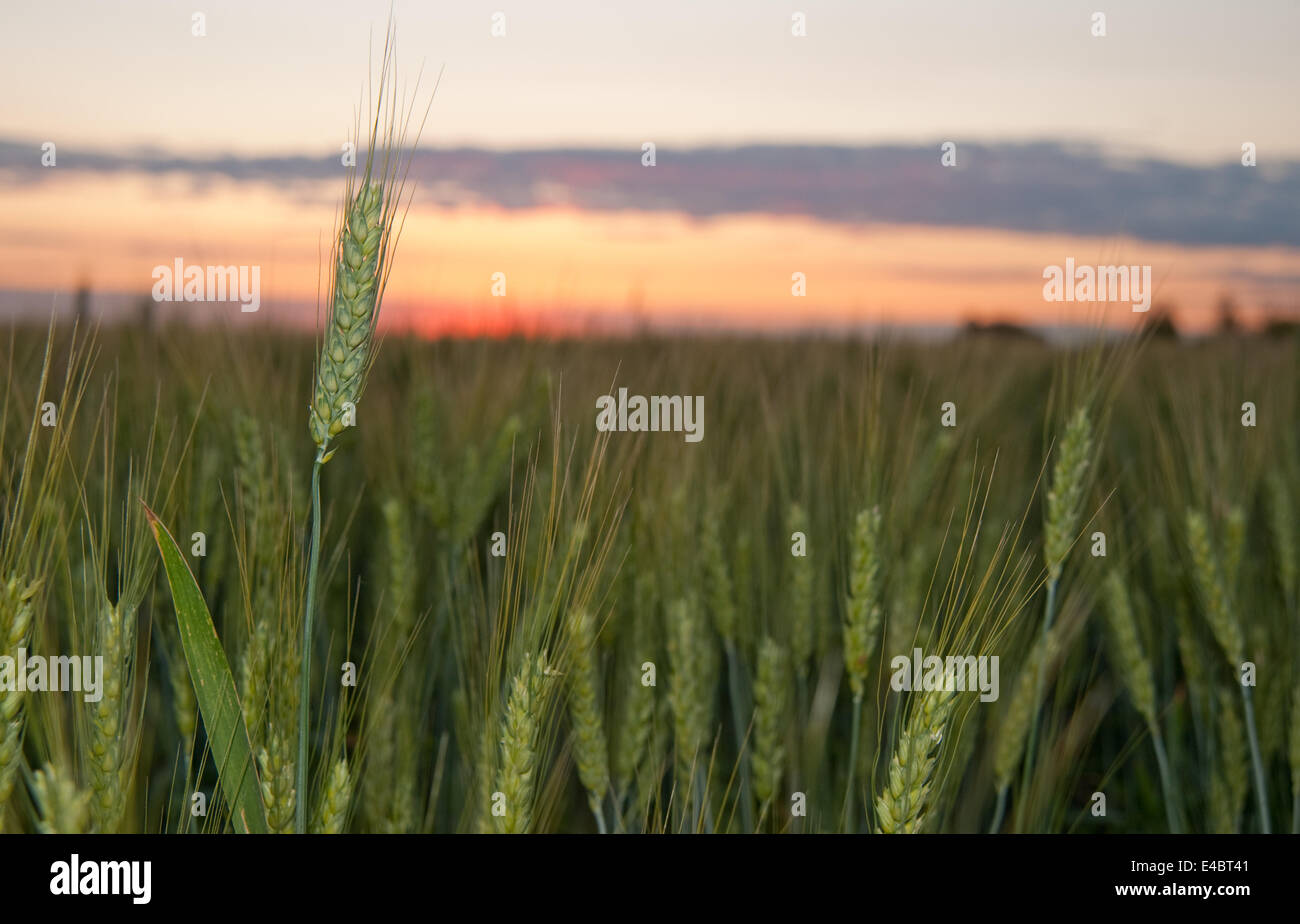 Wheat and sunset Stock Photo - Alamy