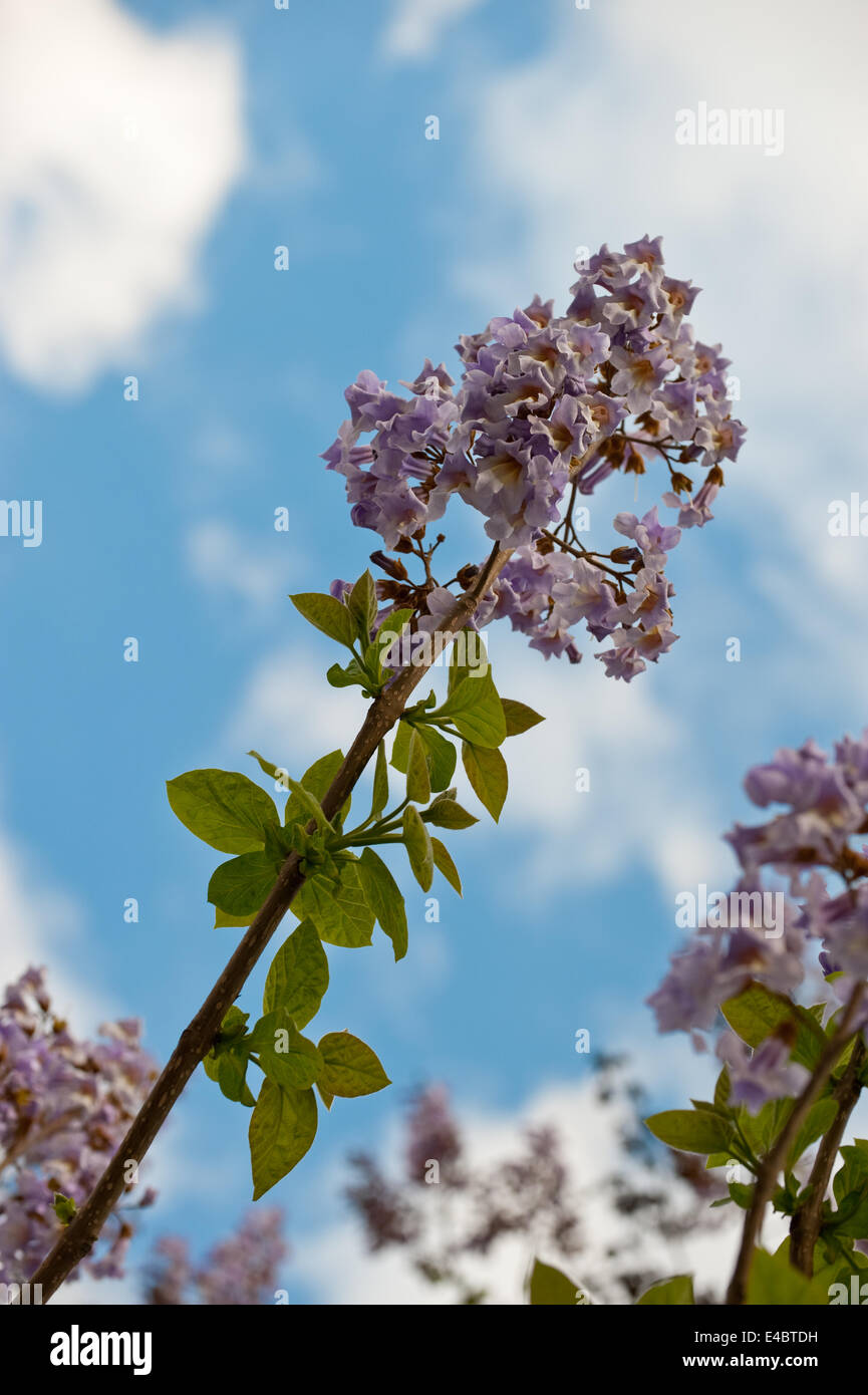 Blossoming branch of tree Paulownia Stock Photo - Alamy