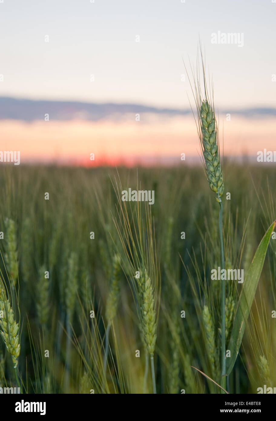 Wheat and sunset Stock Photo - Alamy