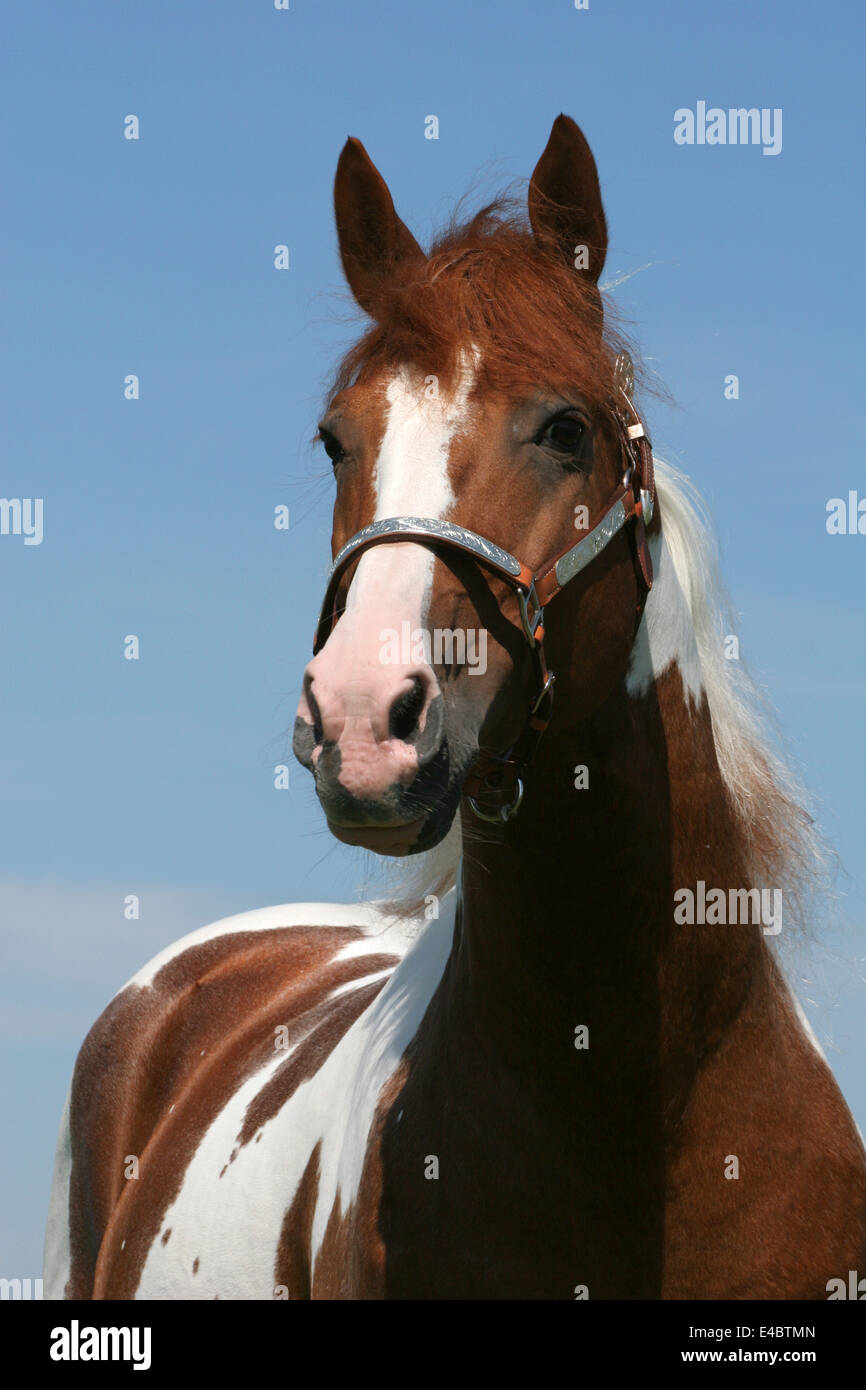 Piebald tobiano stallion hi-res stock photography and images - Alamy