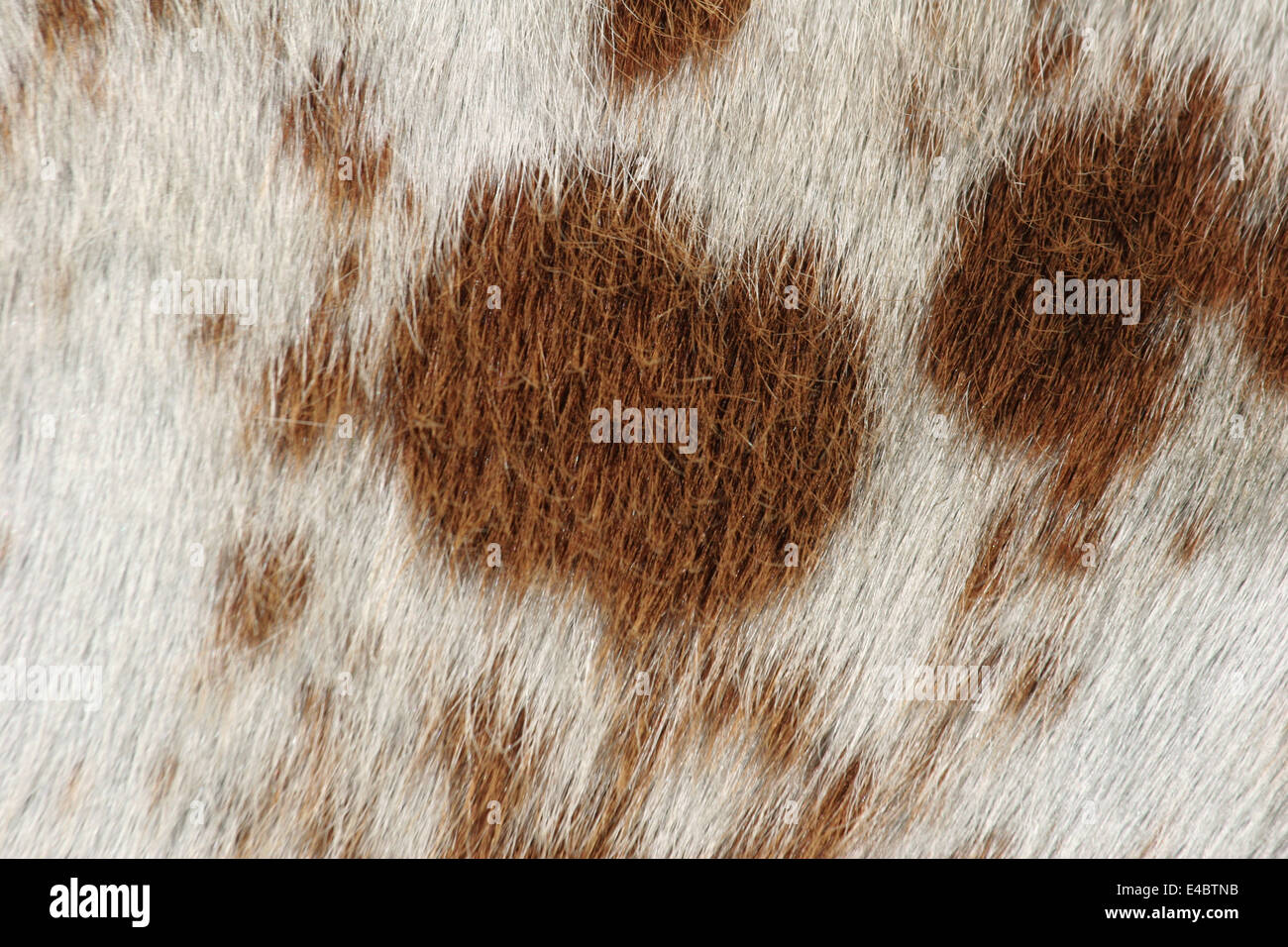 Coat Pattern High Resolution Stock Photography and Images - Alamy