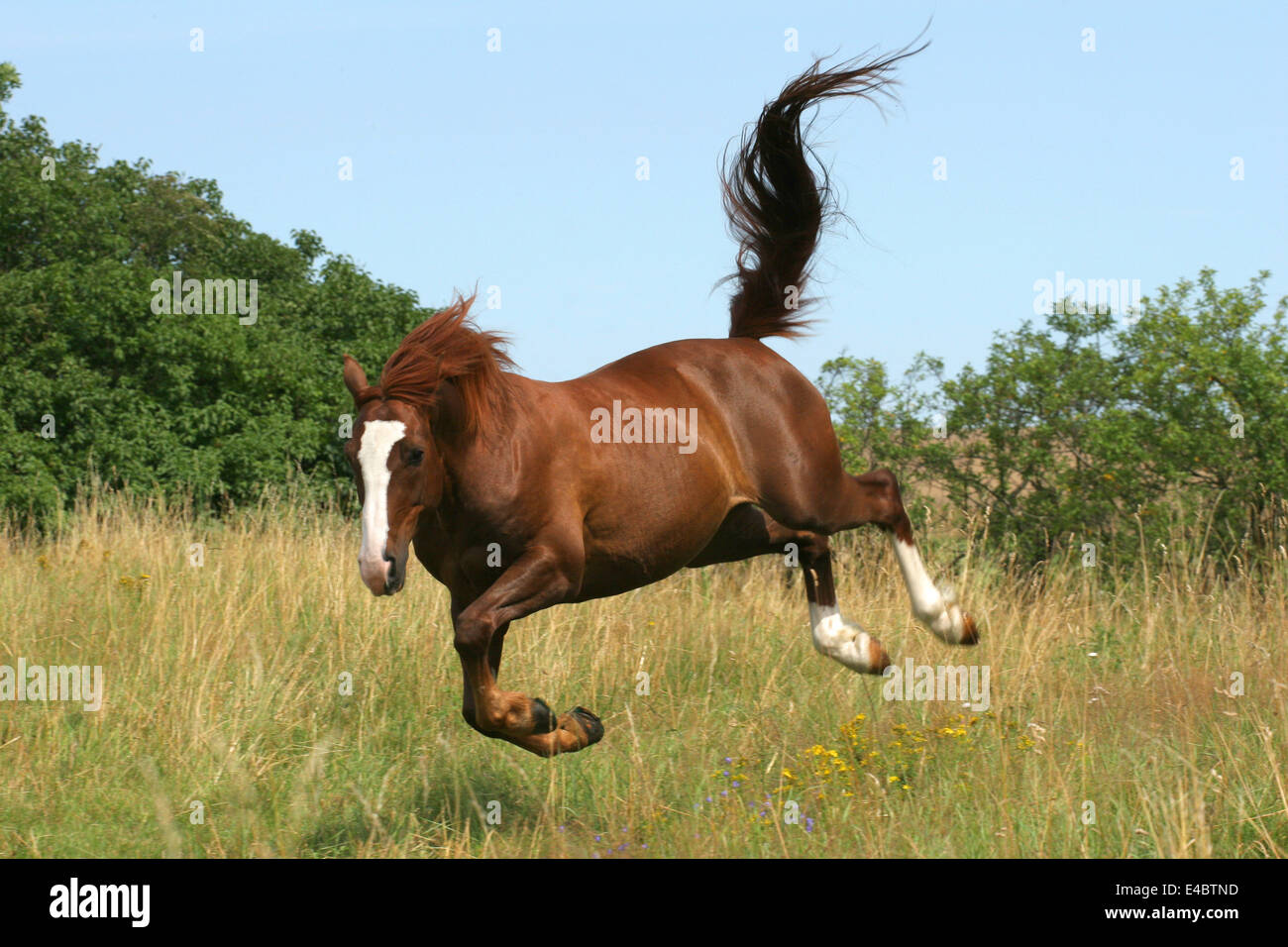 Chestnut horse kicking hi-res stock photography and images - Alamy
